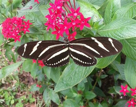 Zebra Longwing Zebra Animals Backyard