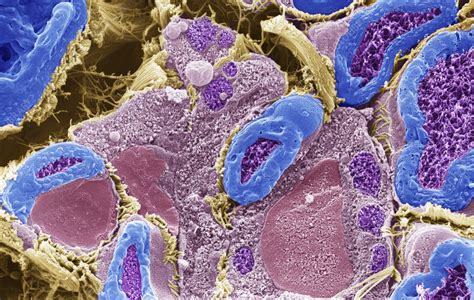 Peripheral Nerve Sem Stock Image C0581404 Science Photo Library