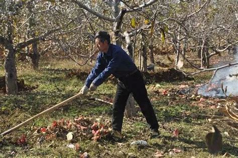 苹果园冬季清园防病虫害的方法