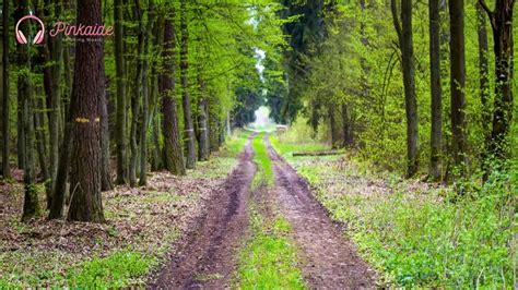 2시간 연속 듣기 한적한 숲 속 소리와 연주곡 릴렉스 피아노 뉴에이지 연주곡 Youtube