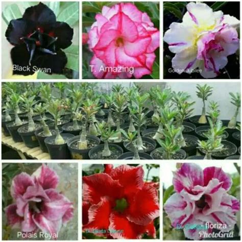Jual Tanaman Hias Kamboja Adenium Bibit Adenium Tumpuk Kembang Mix Jakarta Pusat