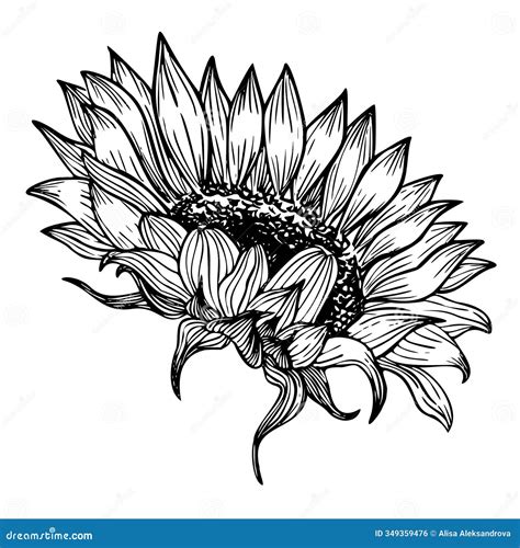 Sunflower Outline Aesthetic Beauty Vector Drawing Sketch Daisy