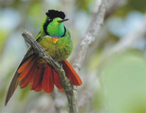 Hooded Visorbearer Is A Brazilian Endemic Found In The Campos