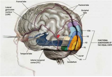 Visual Perception And Higher Order Visual Processing Flashcards Quizlet