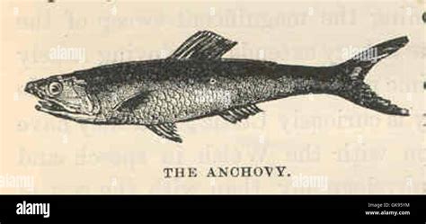 This Entry Details The Anchovy Species Describing Its Biological Characteristics Ecological