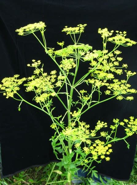 Eastern Ontario Dangerous Wild Parsnip Spreading To Hay Fields