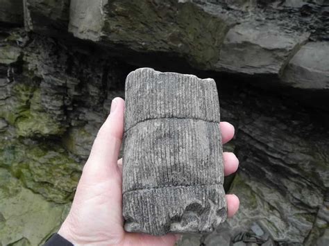 Joggins Fossil Cliffs In Nova Scotia Canada Member Stories