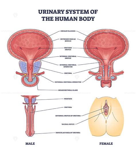 Urinary System Of Human Body And Gender Structure Differences Outline