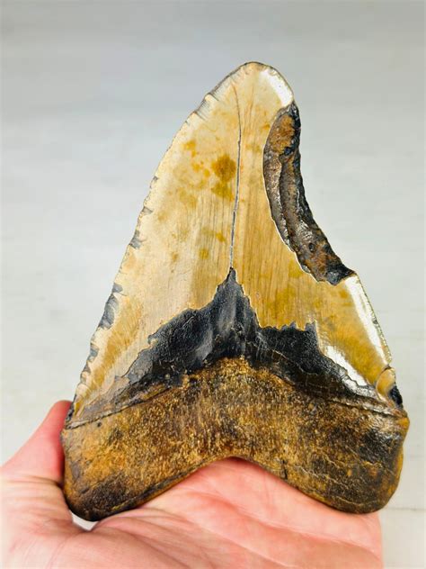 Megalodon Tooth Broken Lock Megalodontand Nl Megalodontand Nl