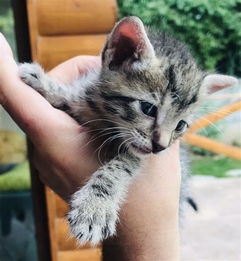 Златоуста On Twitter Спасе ми го оставиле во двор Веќе имам куче и куп мачки а бидејќи он не