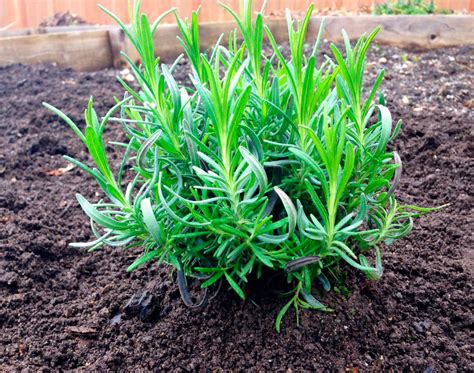 Лаванда посадка и уход в открытом грунте выращивание из семян