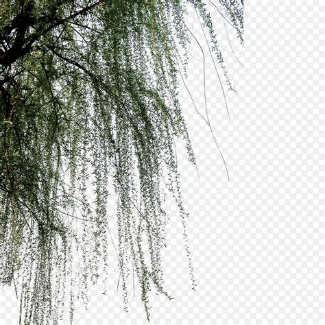 绿色植物PNG图片素材下载 图片编号10169602 PNG素材网