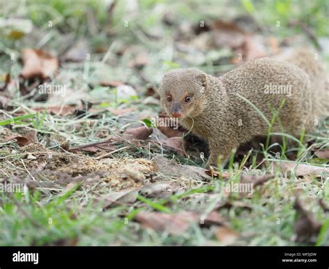 The Mongoose Originally From Southeast Asia Java Mongoose Was
