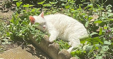 Consequences Of Planting Catnip Album On Imgur