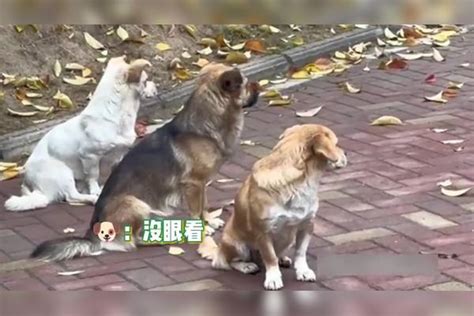 盘点那些狗子搞笑名场面突然起来的意外动物也会措手不