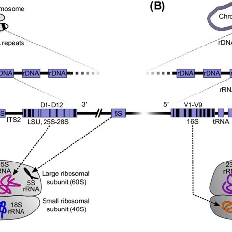 Principle Of Illumina Sequencing Sequencing By Synthesis A Flow