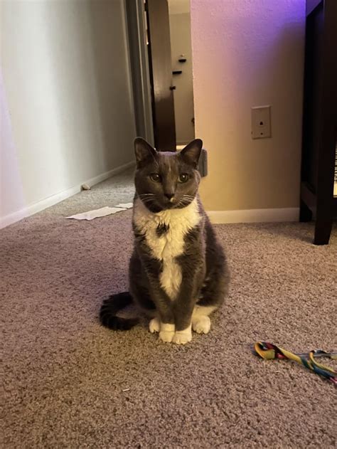 My Gray Tux Thadeus Aka Pibby Turned 11 Today R Tuxedocats