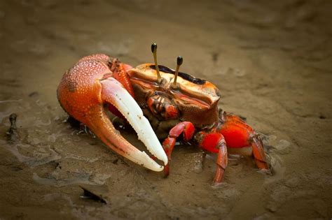 36 Facts About Fiddler Crab