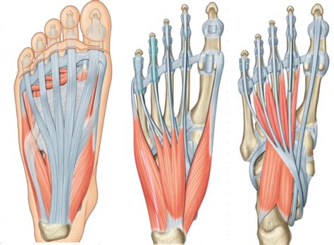 Intrinsic Foot Muscles