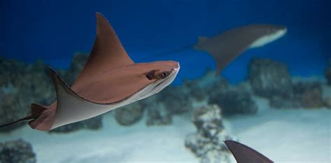 Are Stingrays Actually Dangerous 3 Reasons You Shouldnt Fear These