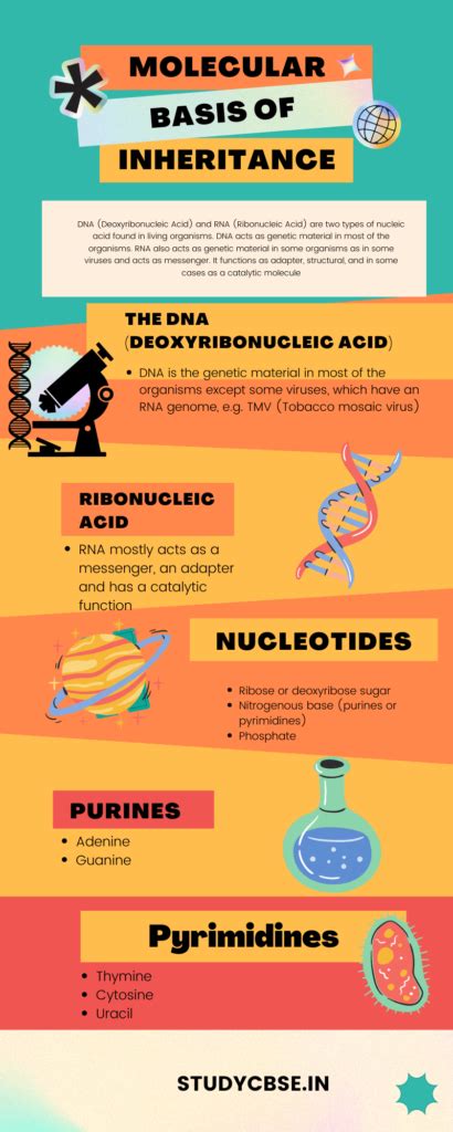 Latest Molecular Basis Of Inheritance MCQ Assertion