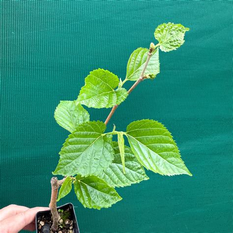 Mulberry ‘dwarf Black Morus Nigra New Edible Jungle Nursery