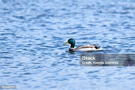 블루 강에서 수영 하는 아름 다운 오리 아름 다운 러시아의 자연 파도와 오리와 푸른 물 오리 오리와 물 풍경입니다 자연의 아름다움 강에 대한 스톡 사진 및 기타 이미지
