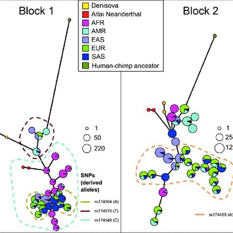 Haplotype Network Plots Of The Two Ld Blocks In The Fads Region Using