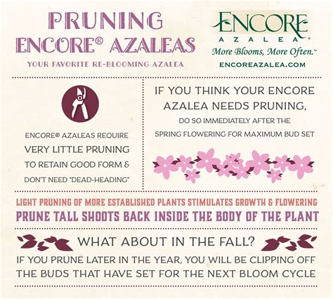 How To Prune Encore Azaleas Artofit