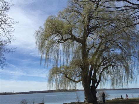 A Walk In The Lake Park Mark Bialczak