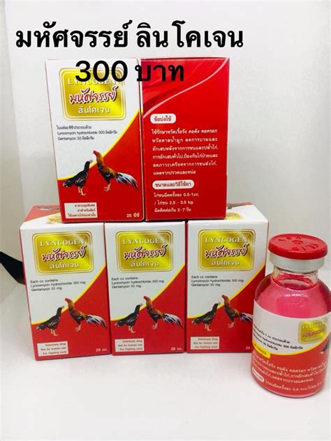 มหัศจรรย์ ลินโคเจน 300 บาท ยาบำรุงกำลังไก่ชน คิกออฟ