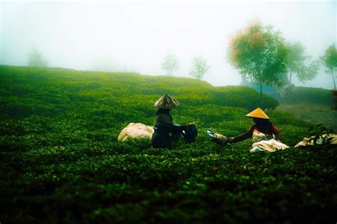 茶山上早晨采摘茶叶图片 中国风