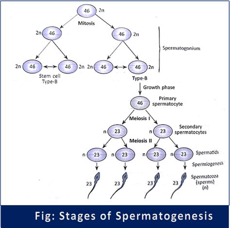 Spermatogenesis Stages