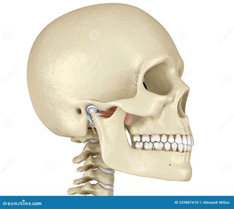 Tmj The Temporomandibular Joints Healthy Occlusion Anatomy Medically Accurate 3d Illustration