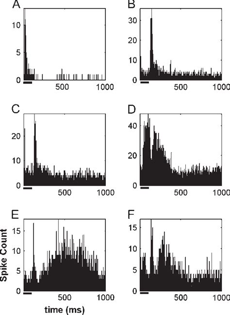 Figure 1 From Functional Organization Of Ferret Auditory Cortex