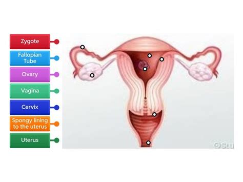Female Reproductive System Labels Labelled Diagram
