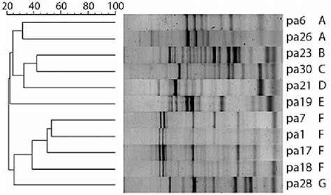 rep pcr analysis dendrogram and computer generated image of rep pcr