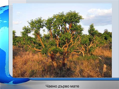 природни зони в южна америка подобрен вариант Ppt