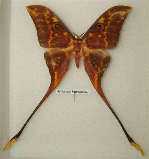 Actias | это... Что такое Actias?