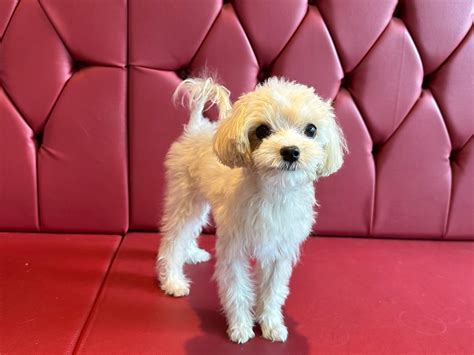 말티푸 크림이 미니비숑프리제성격 토이푸들성격 골든리트리버성격 래브라도리트리버성격 닥스훈트성격 도베르만성격 말티치성격 말티폼성격