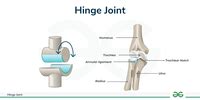Hinge Joints GeeksforGeeks