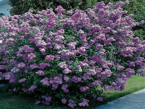 The 25 Best Dwarf Evergreen Shrubs Ideas On Pinterest Dwarf Shrubs