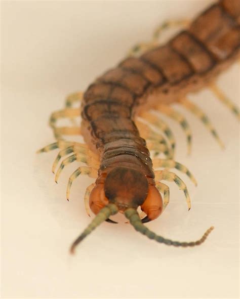 Eastern Bark Centipede By Nolra On Deviantart