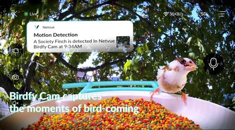 Netvue Birdfy Review The Ai Recognition Bird Feeder With Camera Top Zone