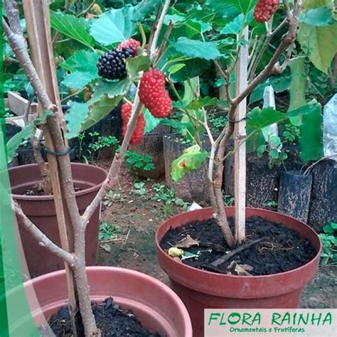 Mudas De Amora Flora Rainha