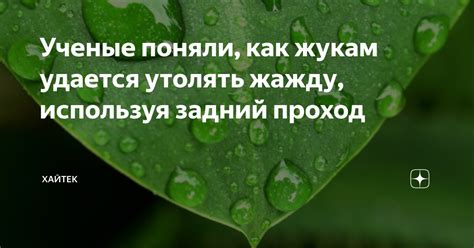 Ученые поняли как жукам удается утолять жажду используя задний проход Хайтек Дзен