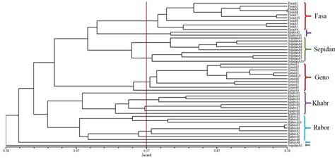 Dendrogram Upgma Showing Clusters Of 50 Juniperus Accessions Based On Download Scientific