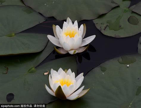 立夏时节 圆明园睡莲娇艳绽放惹人醉