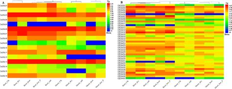 Heatmap Of Cbl And Cipk Genes Expression In Different Treatments A Cbl Download Scientific