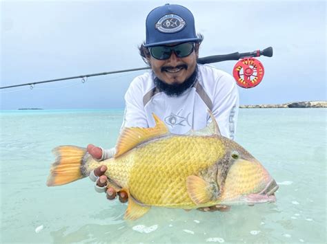 Titan Triggerfish Flyfishing Maldives